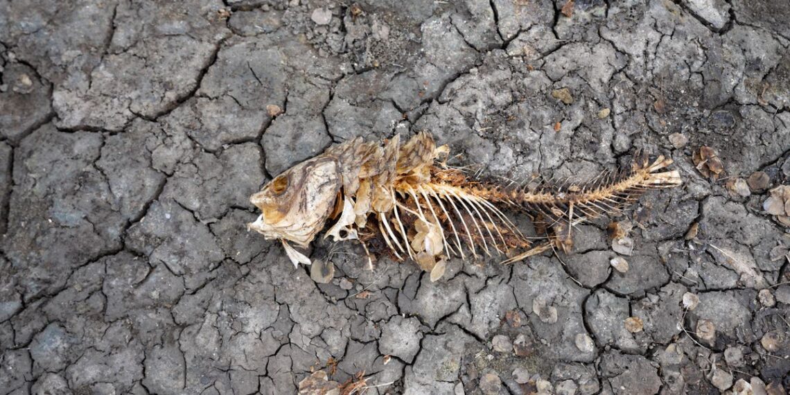 Europa vive pior seca dos últimos 500 anos - Instituto Internacional ...